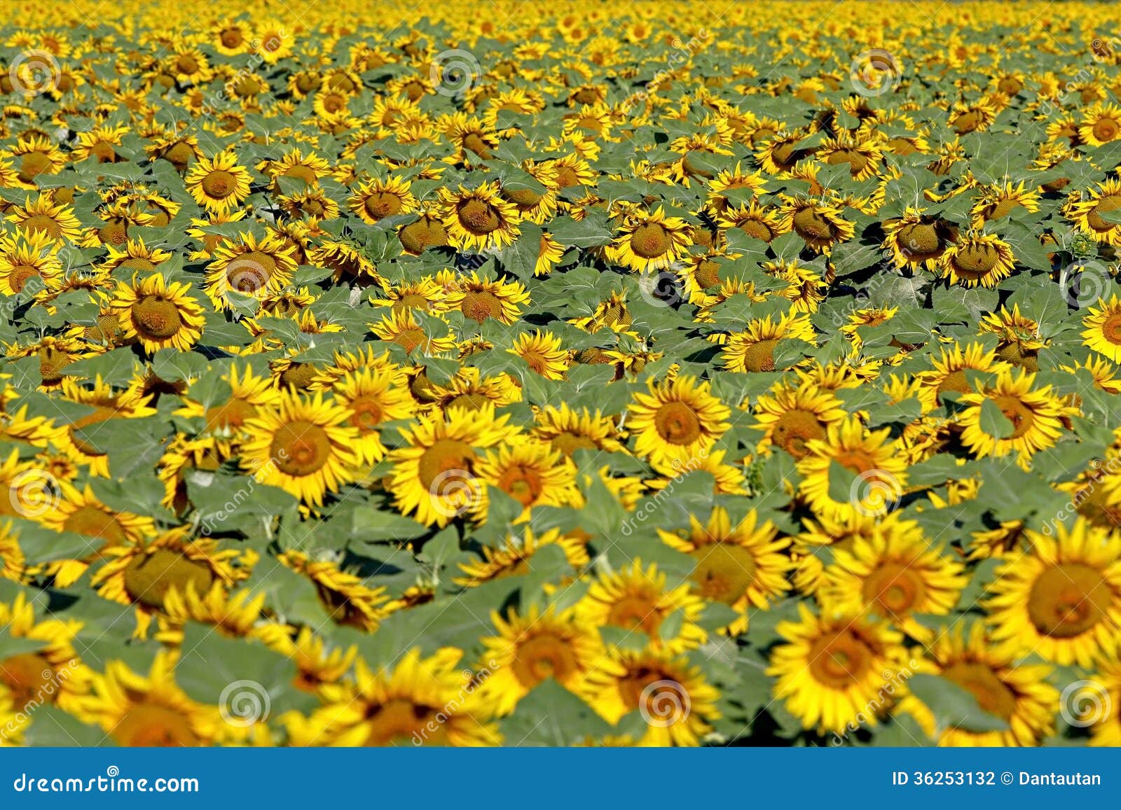 Sunflower field stock photo. Image of closeup, culture - 36253132