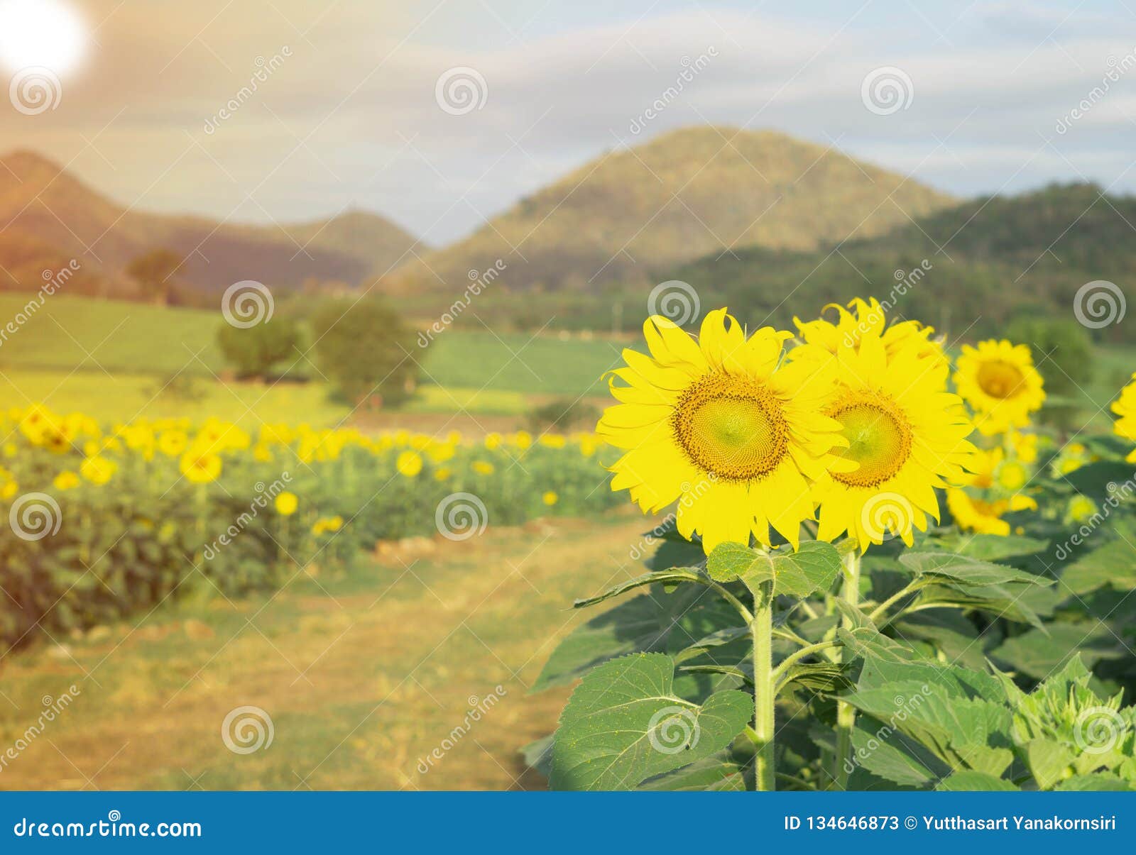 Sunflower Field in the Morning Stock Image - Image of light, horizon ...