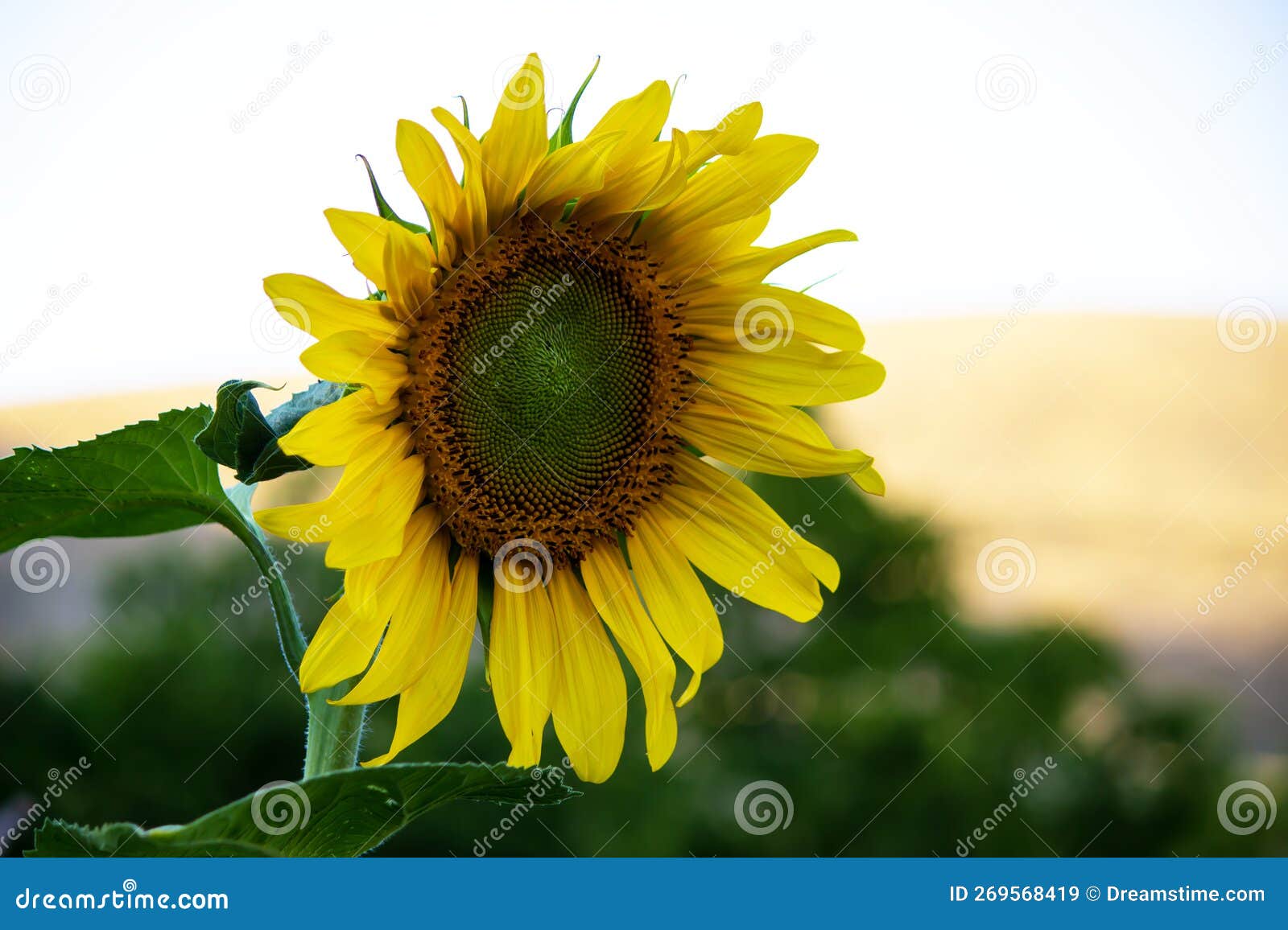 Sunflower in a Field. One Sunflower Stock Image - Image of blossom ...