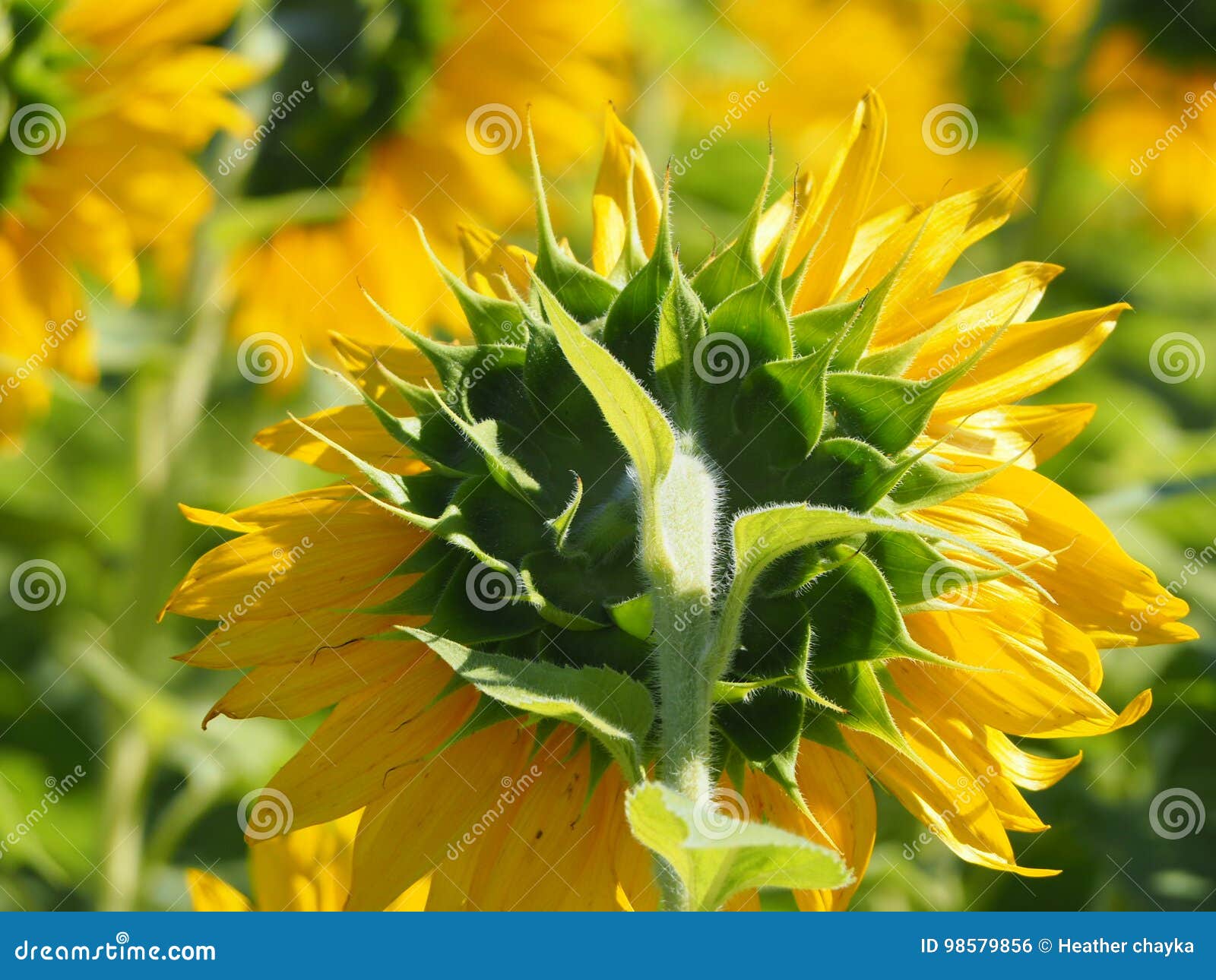 Sunflower stock photo. Image of flower, flora, outside - 98579856