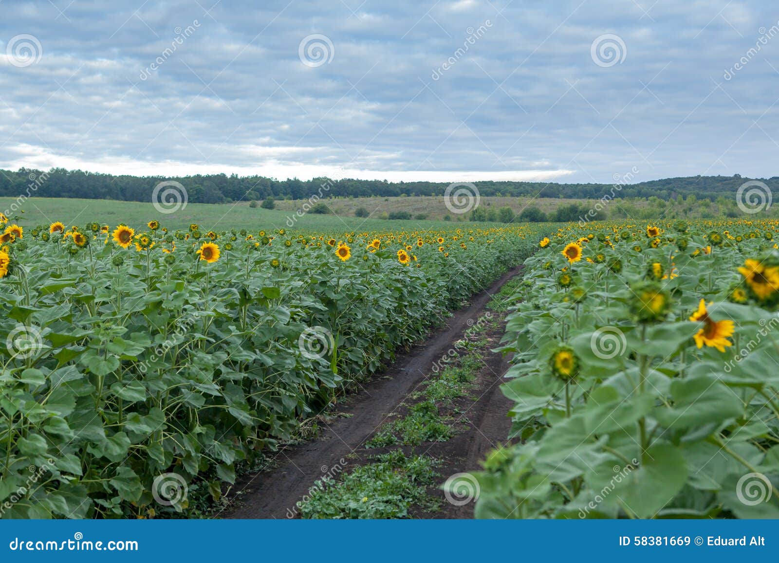 Sunflower Field in Overcast Summer Morning Stock Image - Image of ...