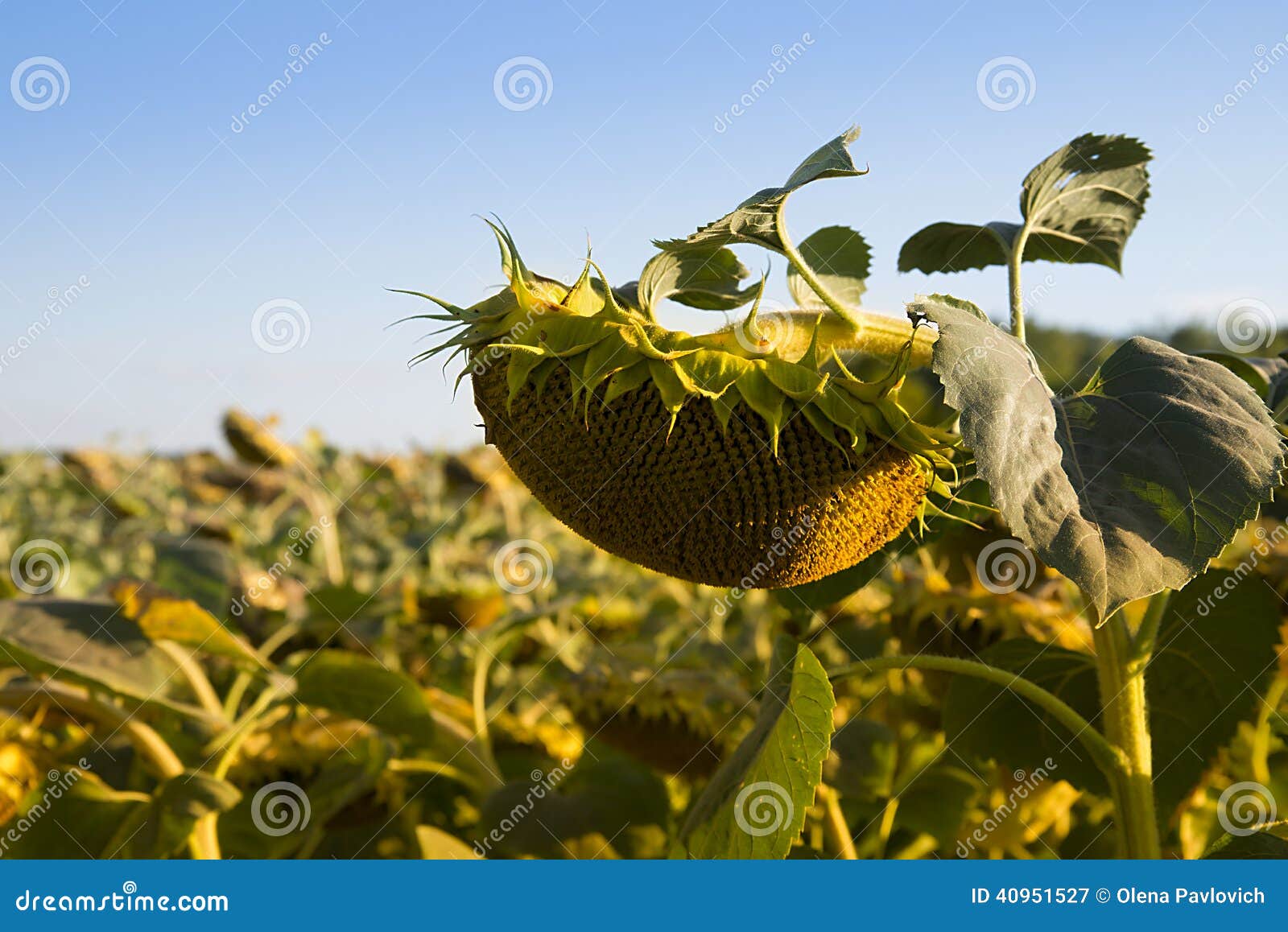Sunflower on Field of Ripe Sunflowers Stock Image - Image of nature ...