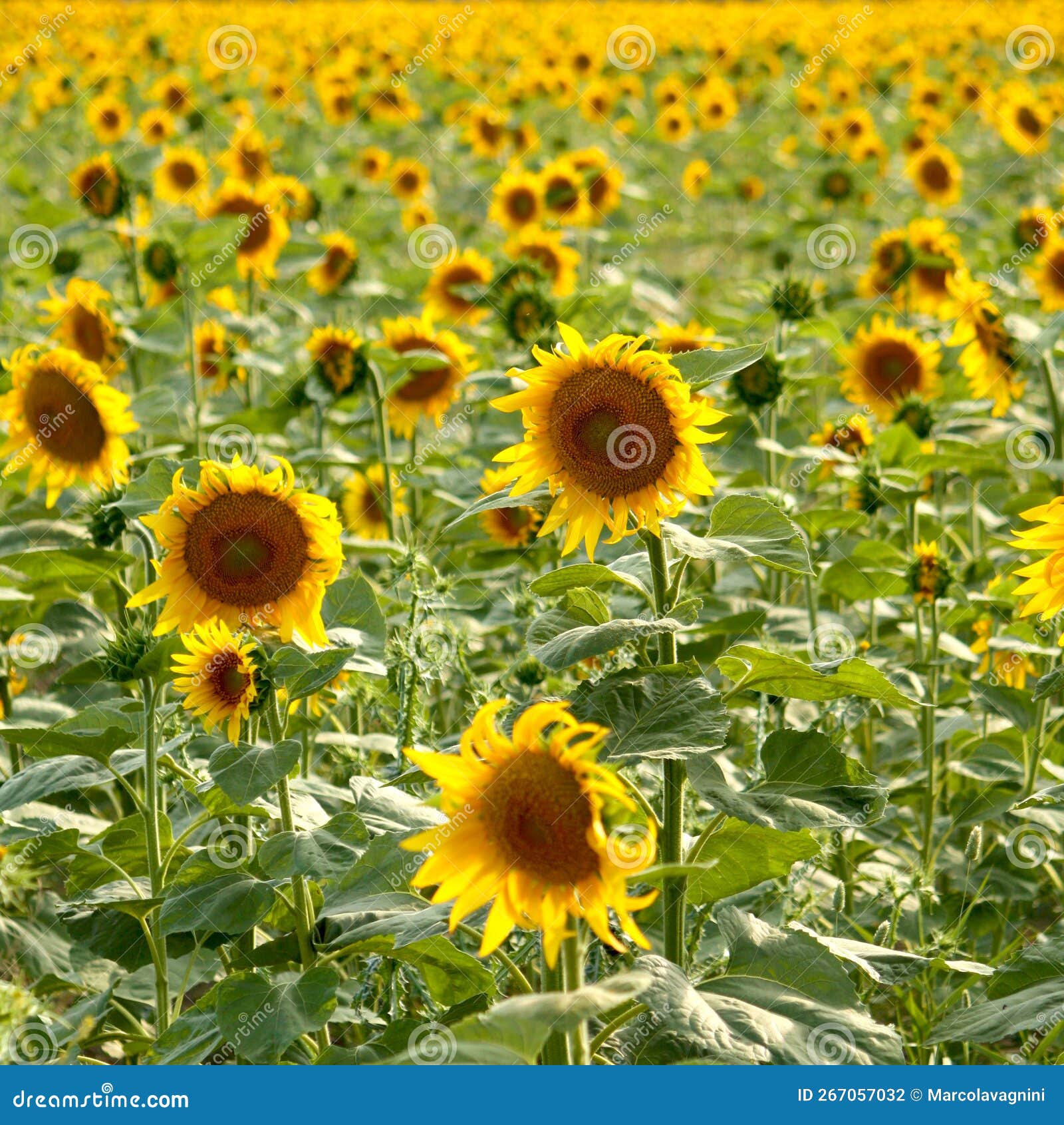 Sunflower Field Square Format Portrait Stock Photo - Image of garden ...
