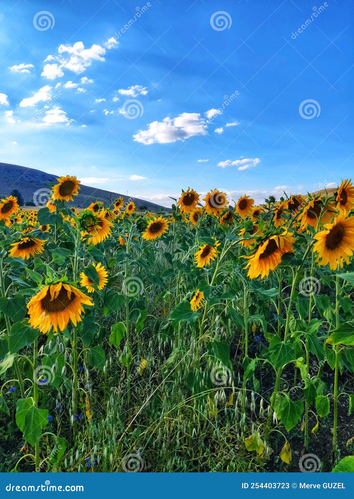 Sunflower Field in the Summer Times Stock Image - Image of crop, autumn ...