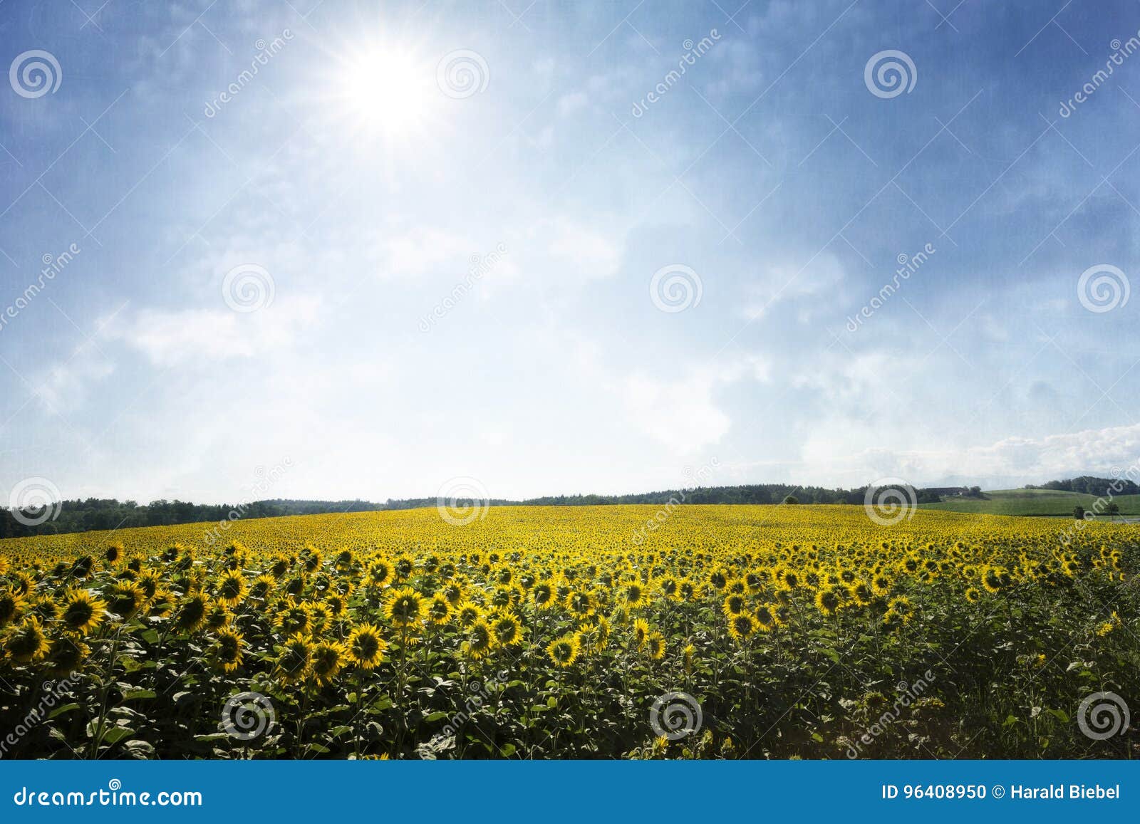 Sunflower field stock photo. Image of sunflower, flower - 96408950