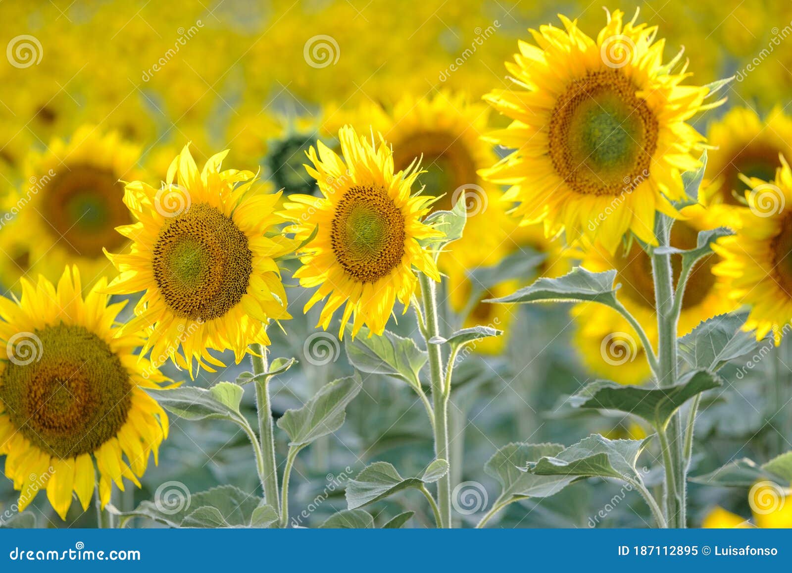 Sunflower Amongst Many. stock image. Image of closed - 187112895