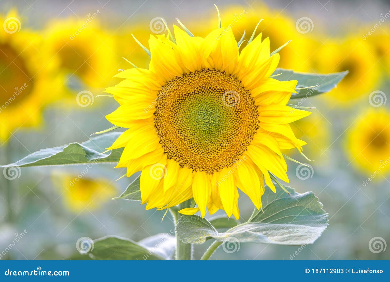 Sunflower Amongst Many. stock image. Image of crisp - 187112903