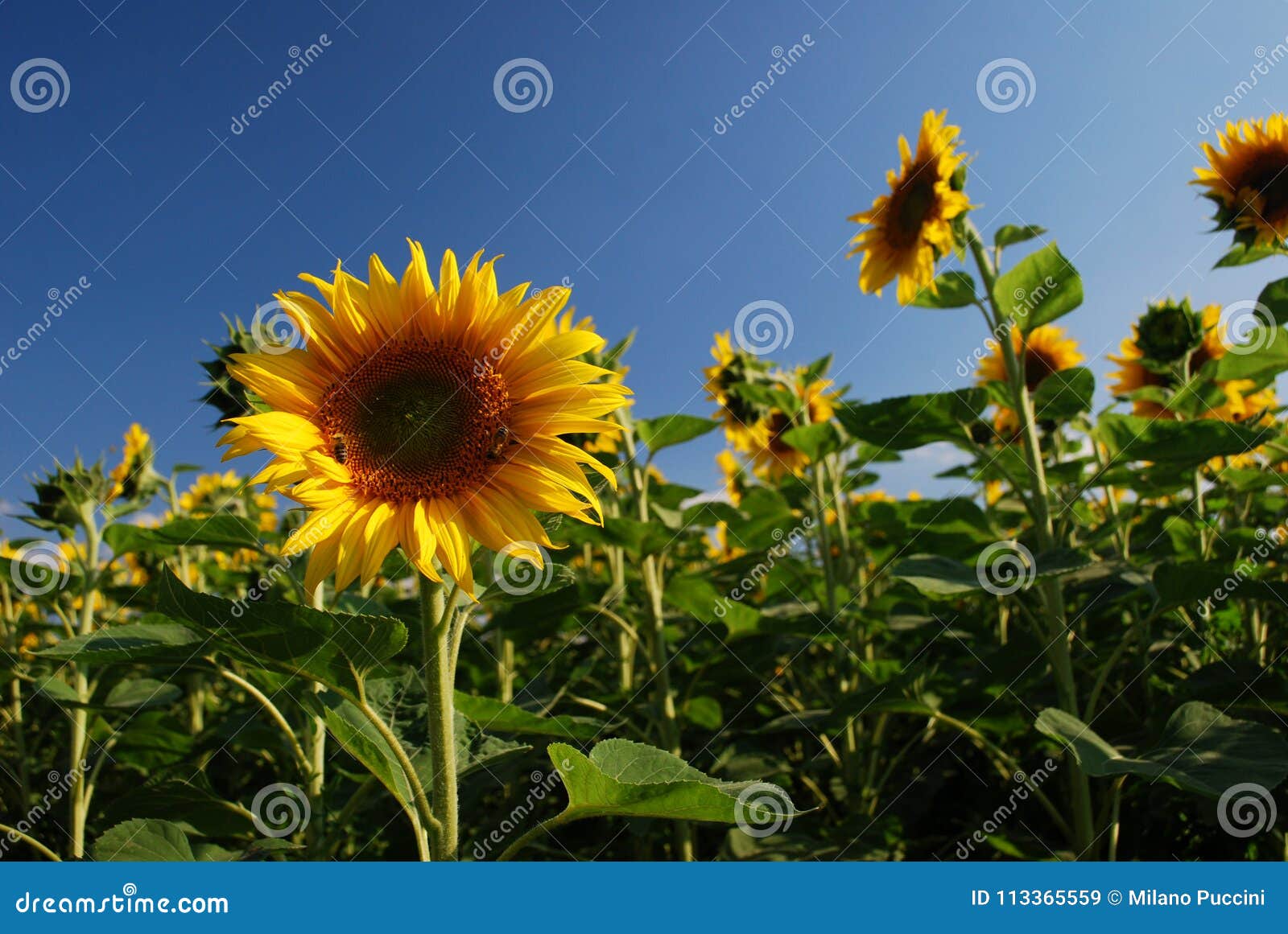 The Mayan Sunflower stock image. Image of happy, country - 113365559