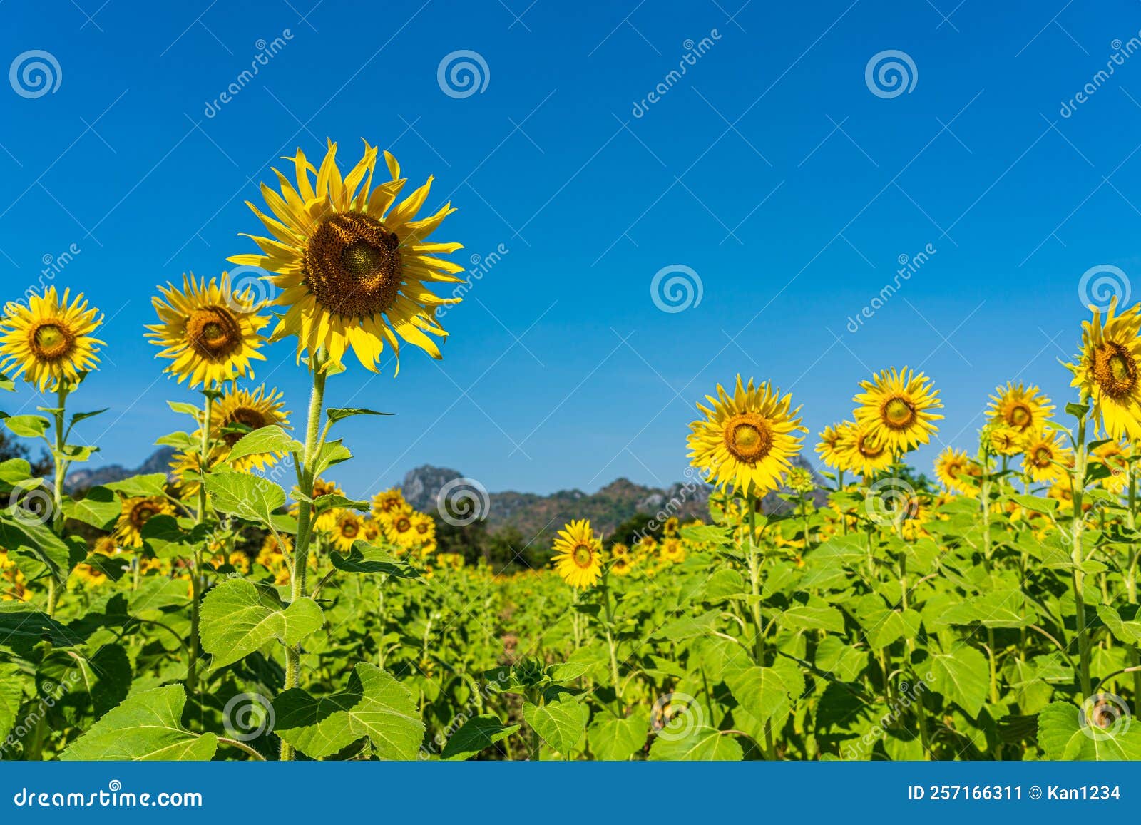 Sunflower Field in a Sunny Day Stock Image - Image of outdoors ...