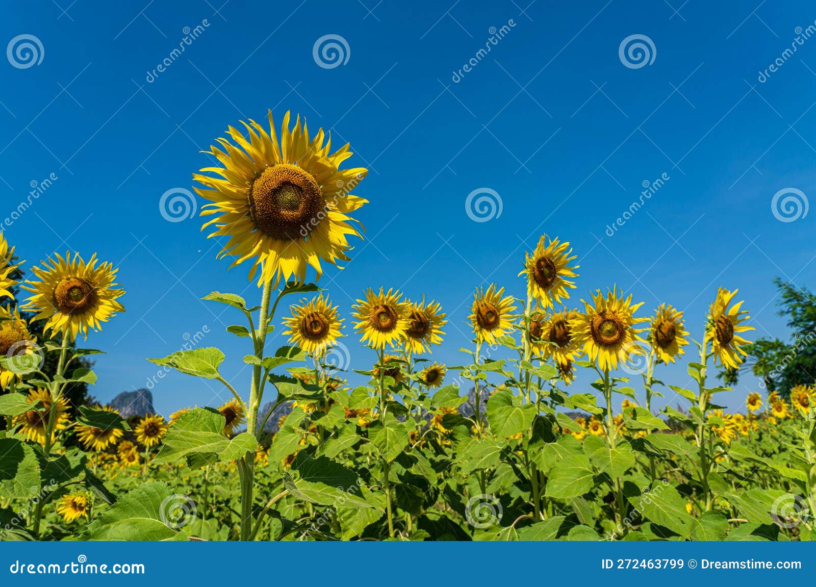 Sunflower Field in a Sunny Day Stock Image - Image of field, plant ...