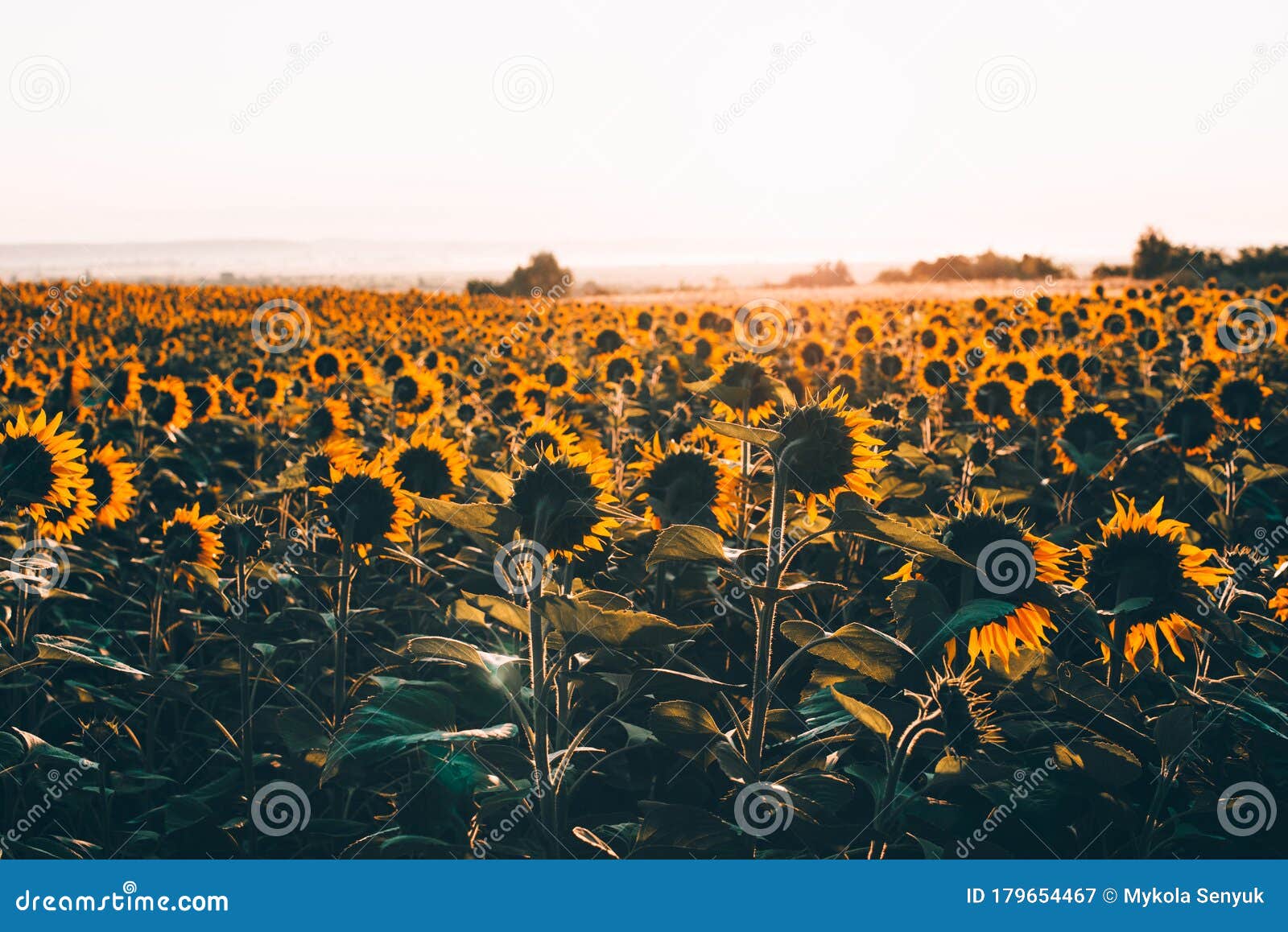 Sunflower Field at Sunrise. Autumn Stock Image - Image of agriculture ...