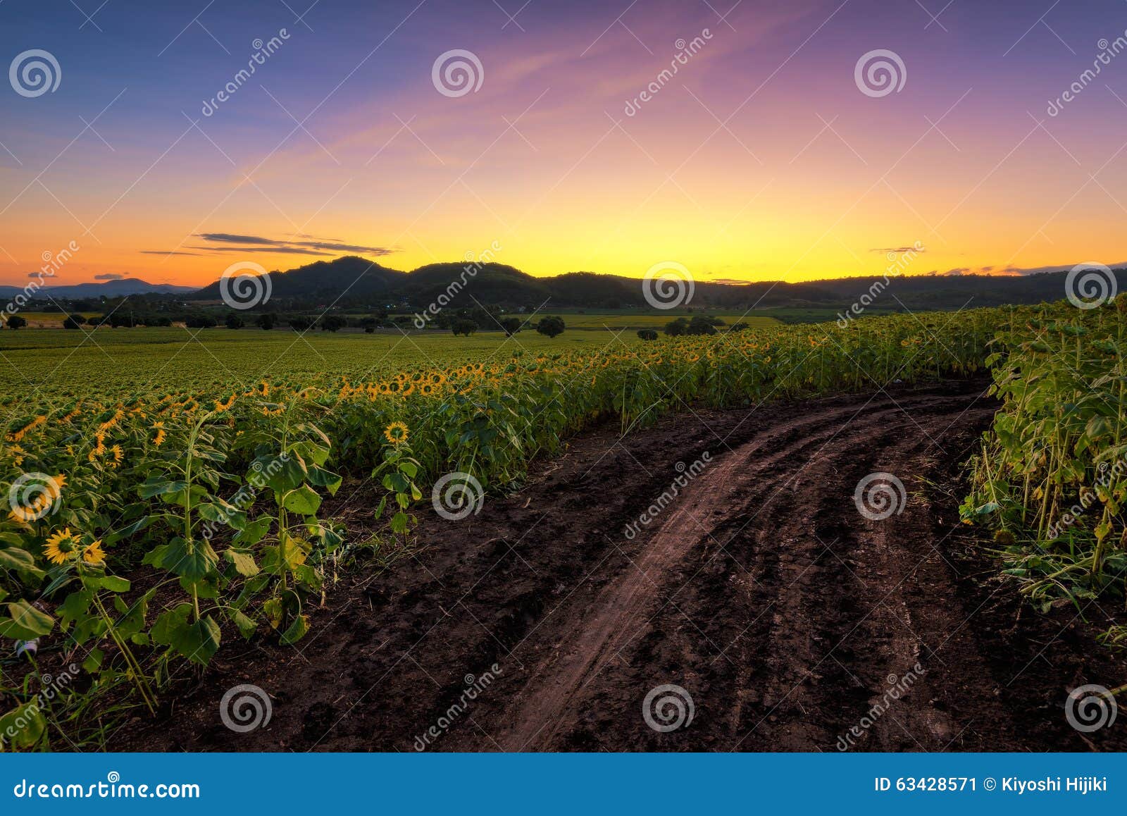 Sunflower Field at Sunrise. Stock Image - Image of beautiful, growth ...