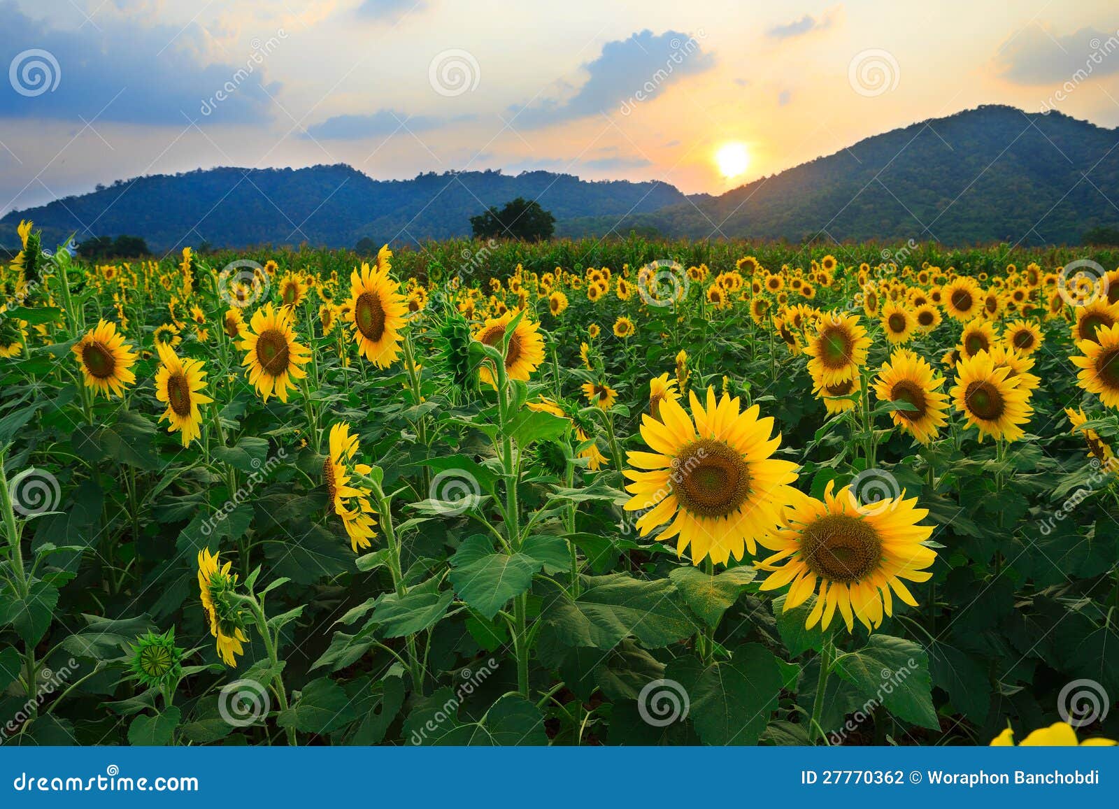 Sunflower Field with Sunset Stock Photo - Image of evening, fantastic ...