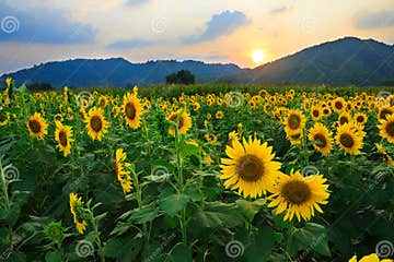 Sunflower Field with Sunset Stock Photo - Image of evening, fantastic ...