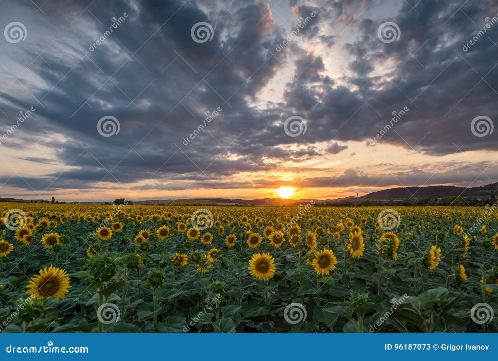 Sunflower field at sunset stock image. Image of cultivate - 96187073