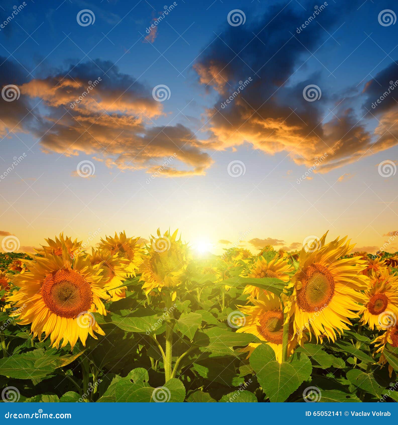 Sunflower Field in the Sunset. Stock Image - Image of blossom ...