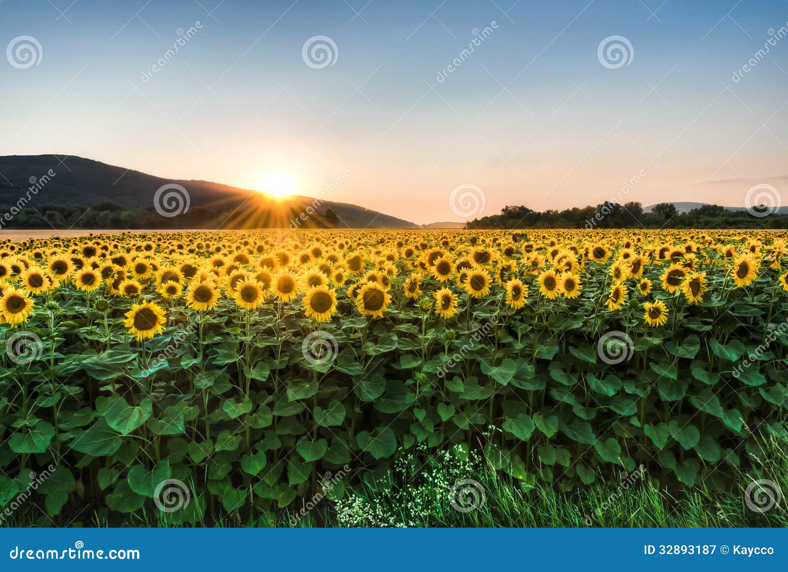 Sunflower Field Sunset