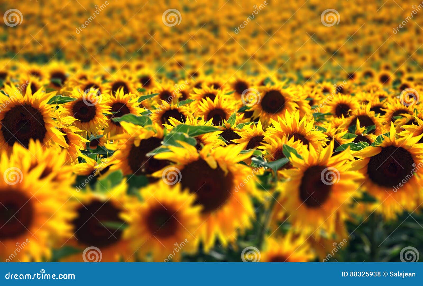 Sunflower Field. Tilt Shift Effect Stock Photo - Image of meadow ...