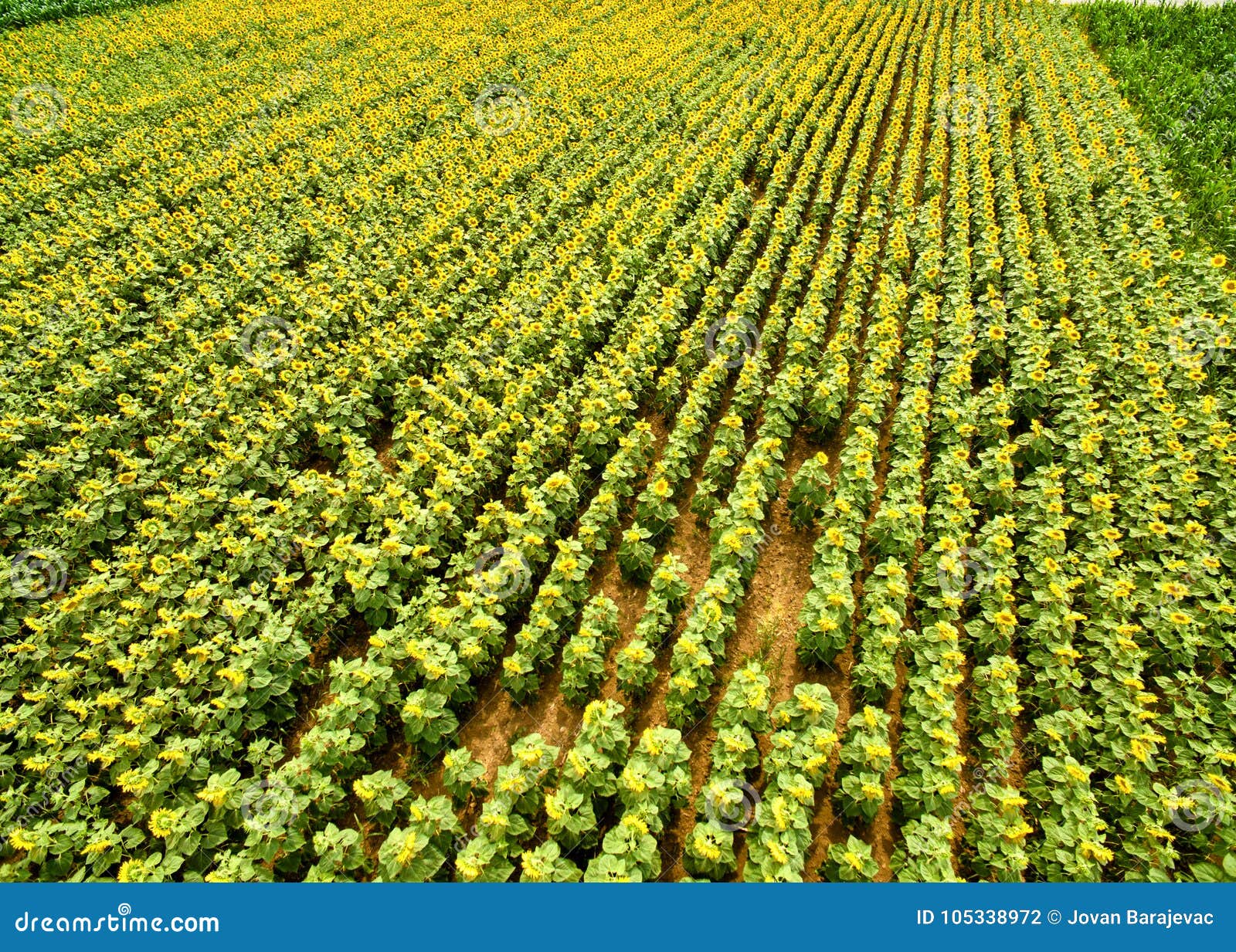 Sunflower field top view stock photo. Image of clear - 105338972
