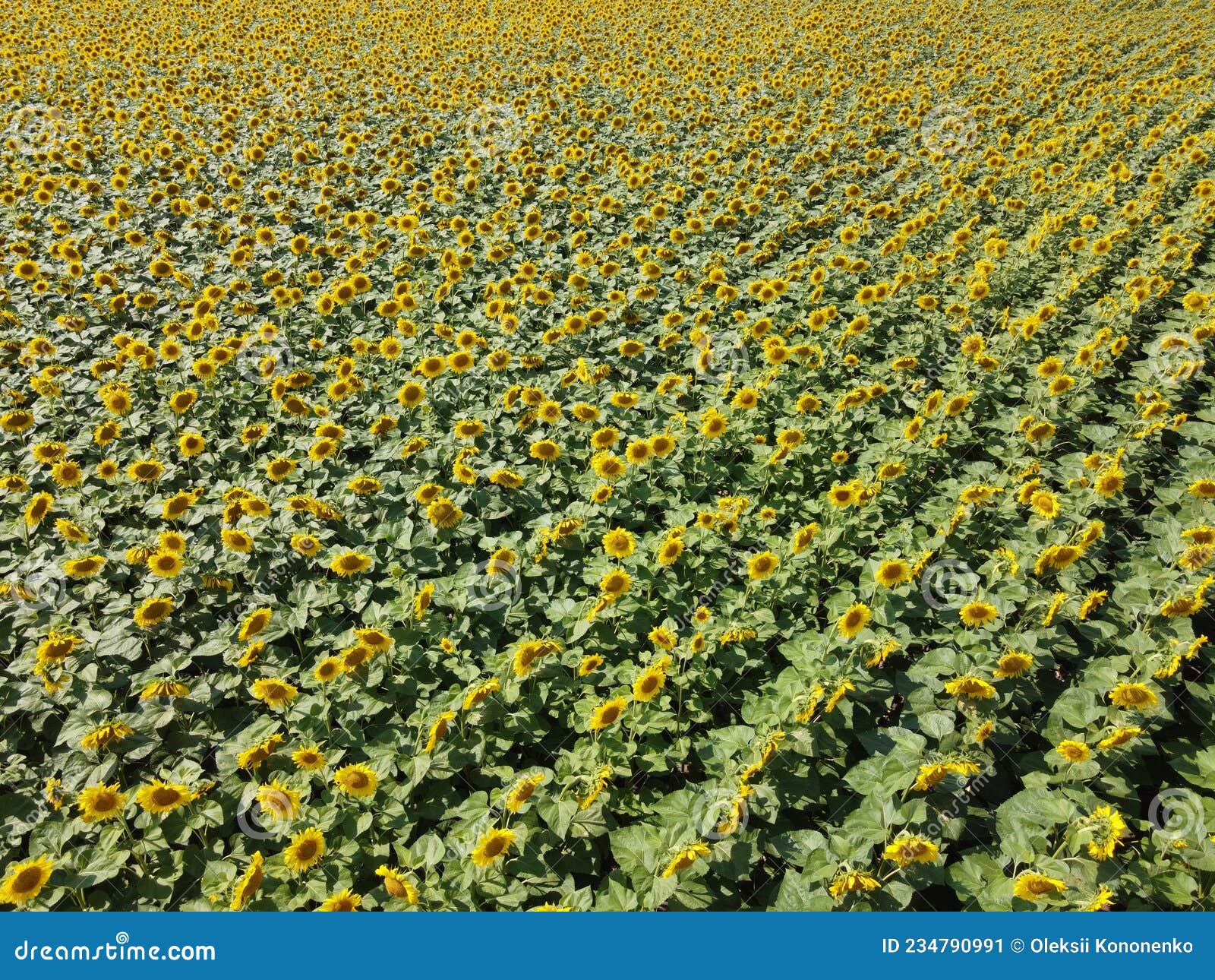 Sunflower Field, Top View. Sunflower Plants Bloom in a Farmer`s Field ...
