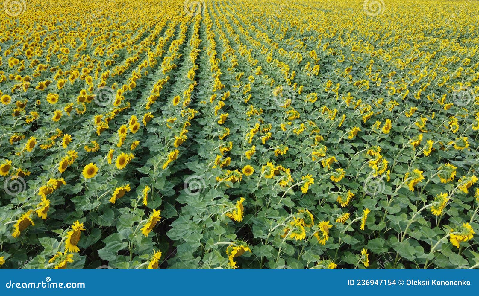 Sunflower Field, Top View. Sunflower Plants Bloom in a Farmer`s Field ...