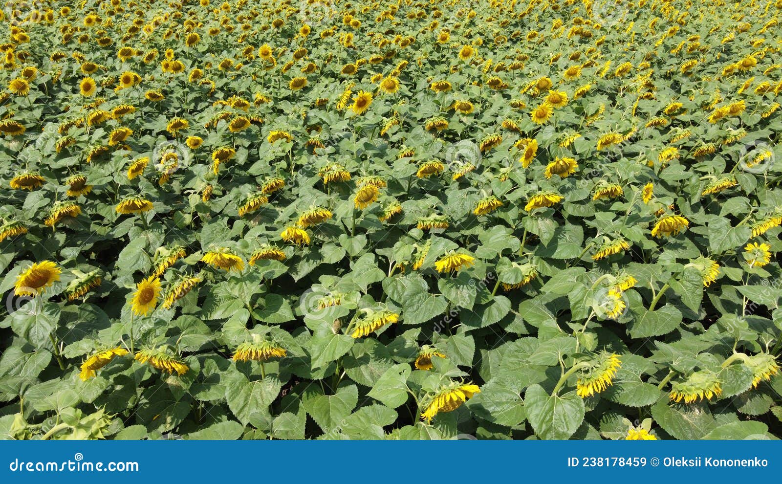 Sunflower Field, Top View. Sunflower Plants Bloom in a Farmer`s Field ...