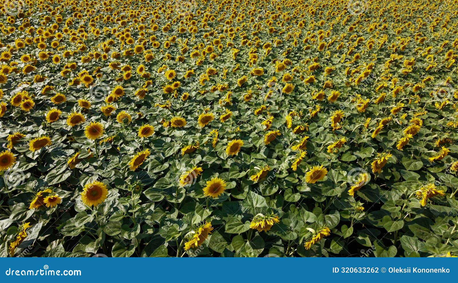Sunflower Field, Top View. Sunflower Plants Bloom in a Farmer S Field ...