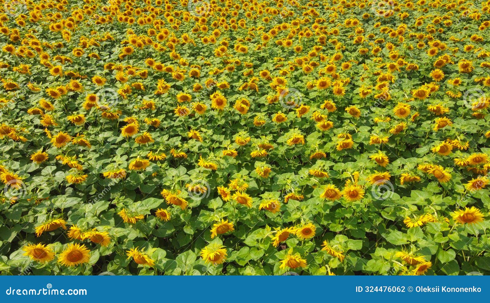 Sunflower Field, Top View. Sunflower Plants Bloom in a Farmer S Field ...