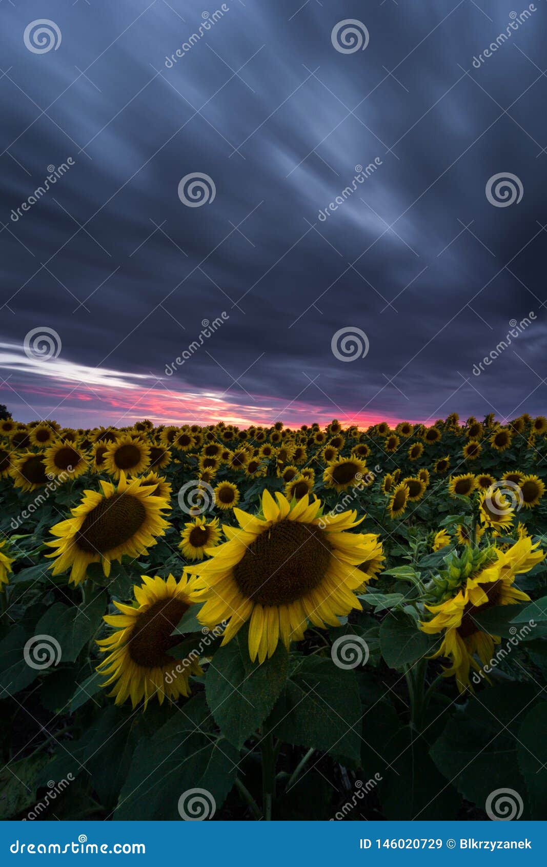 Sunflower Field Under Dramatic Dark Sky and Vibrant Red Sunset with ...