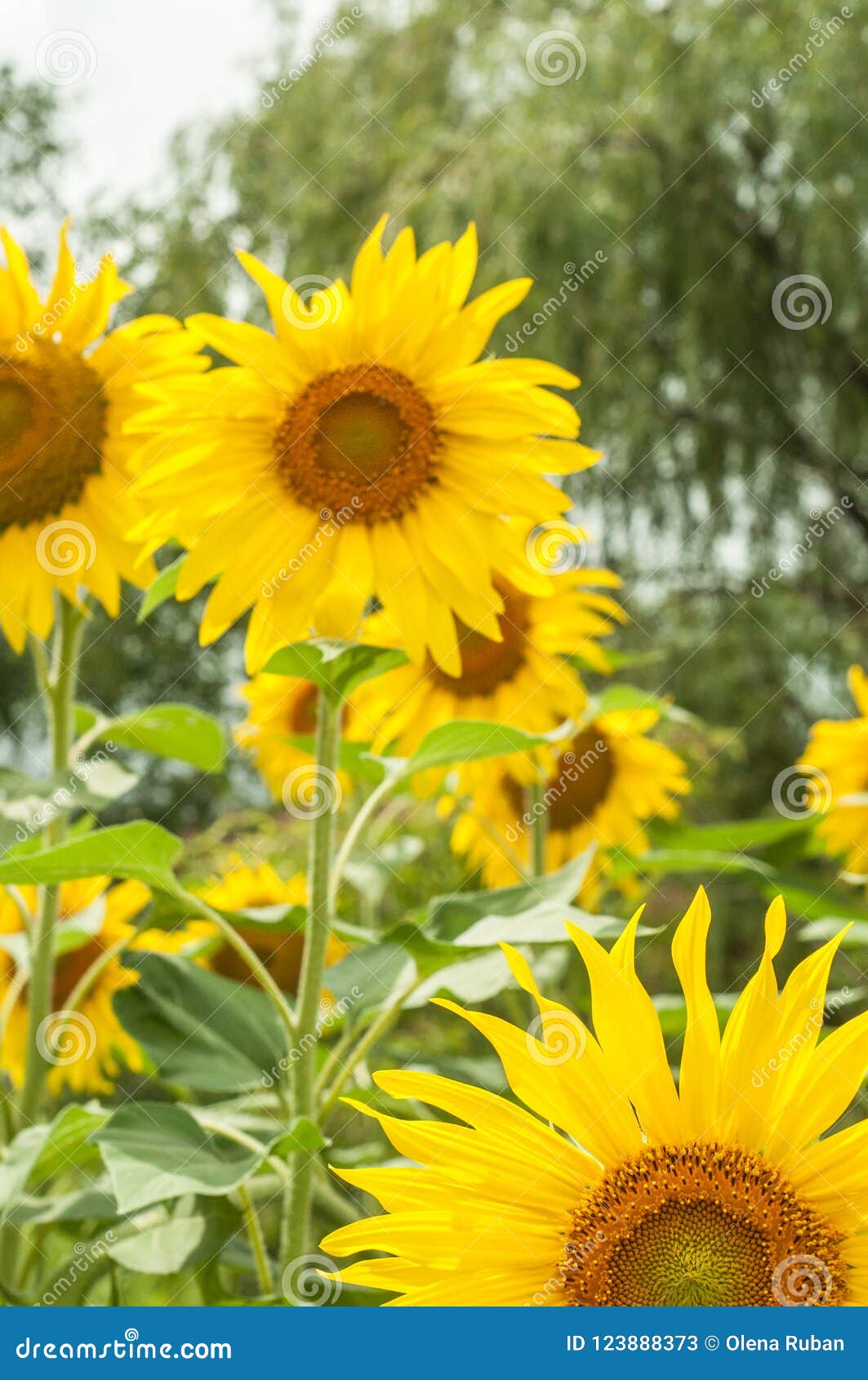 Sunflower Field Under Nice Sky Stock Image - Image of background, close ...