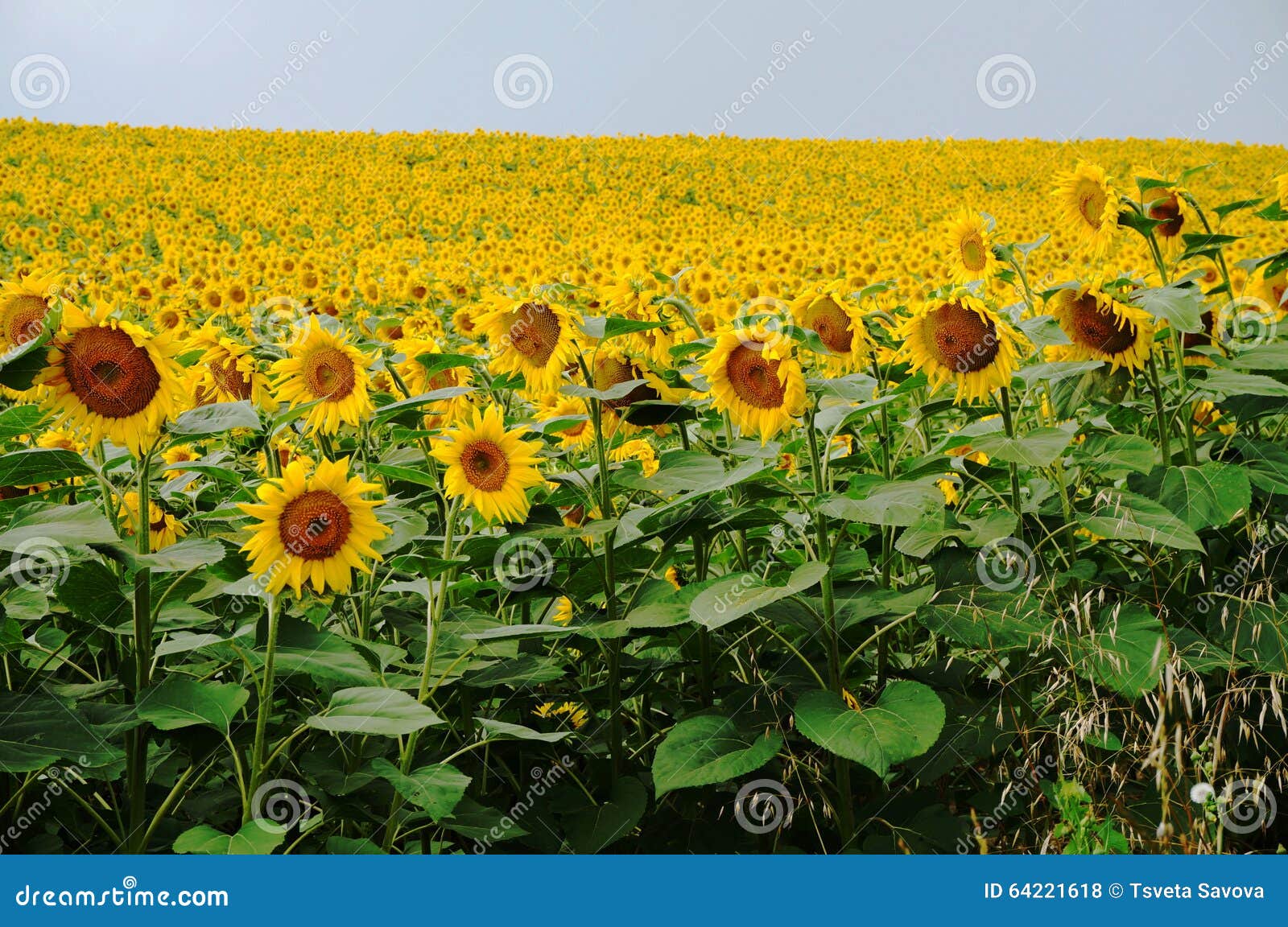 Sunflower field stock photo. Image of storm, crop, flower - 64221618