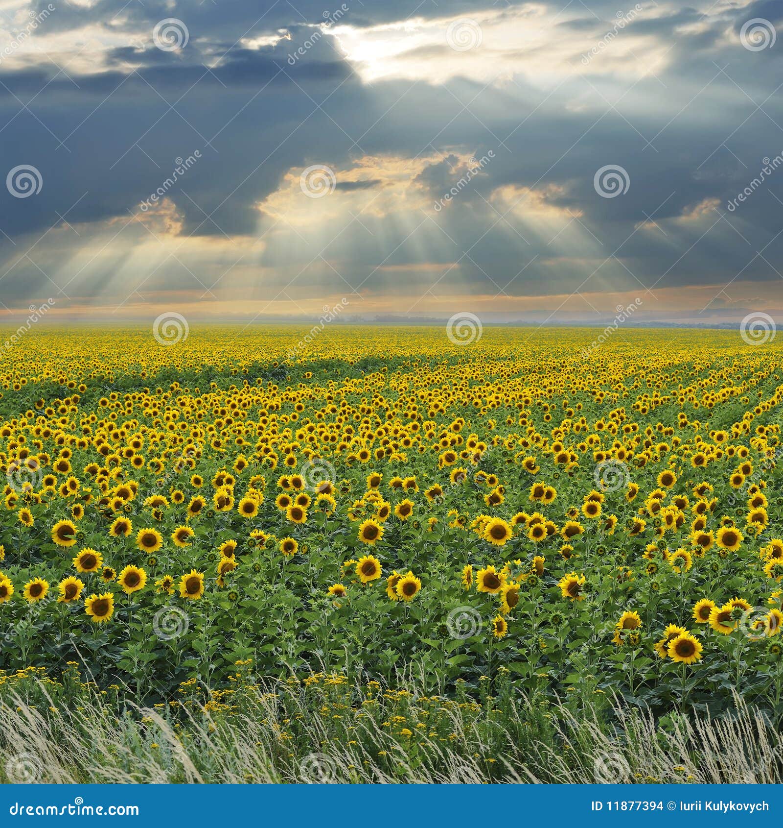Sunflower Field Under Sunshine and Clouds Stock Photo - Image of plant ...