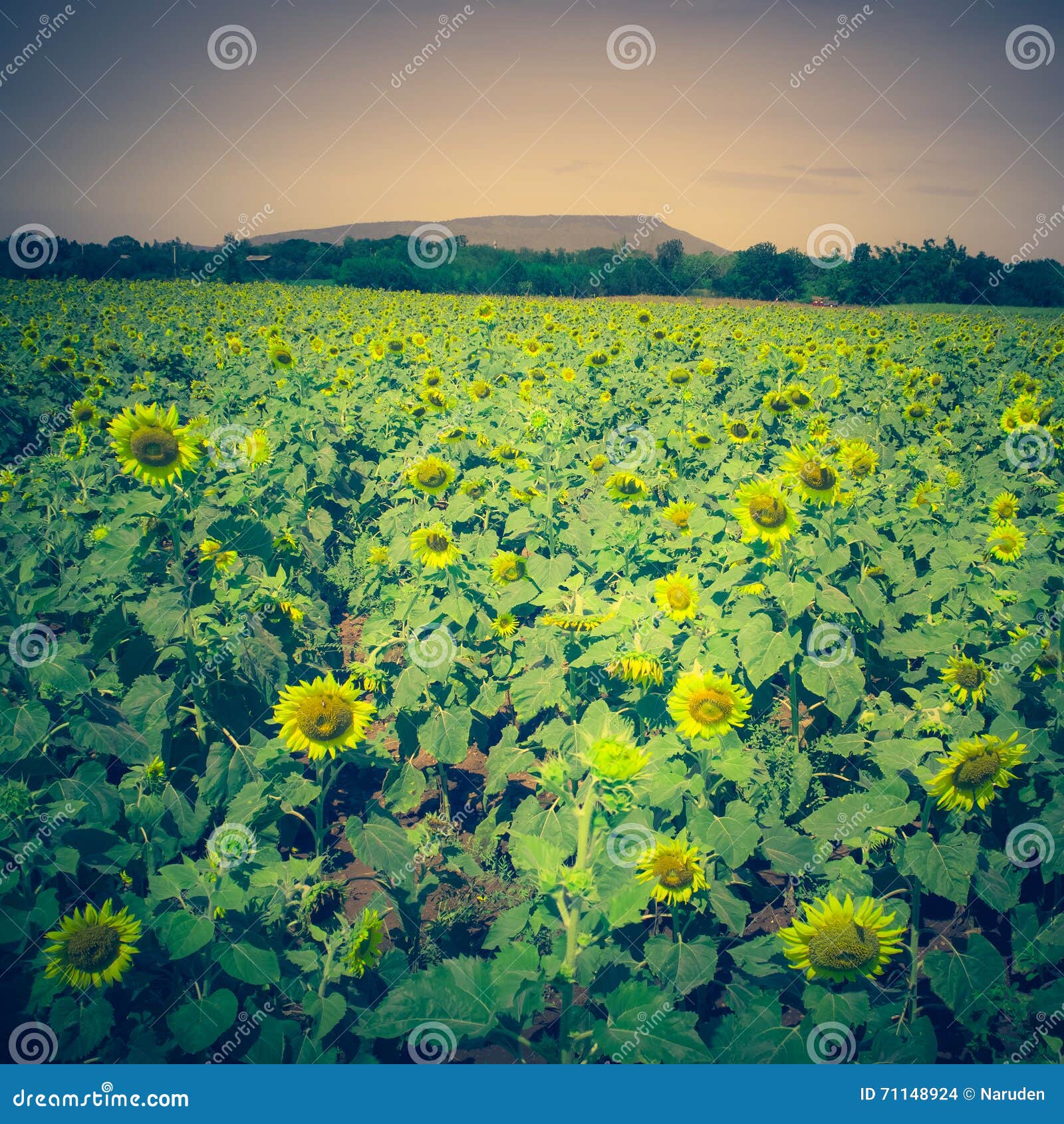 Sunflower field stock photo. Image of plant, nature, bright - 71148924