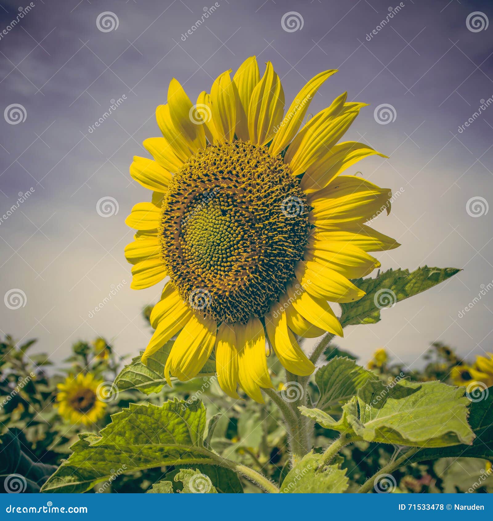 Sunflower field stock photo. Image of agriculture, beautiful - 71533478