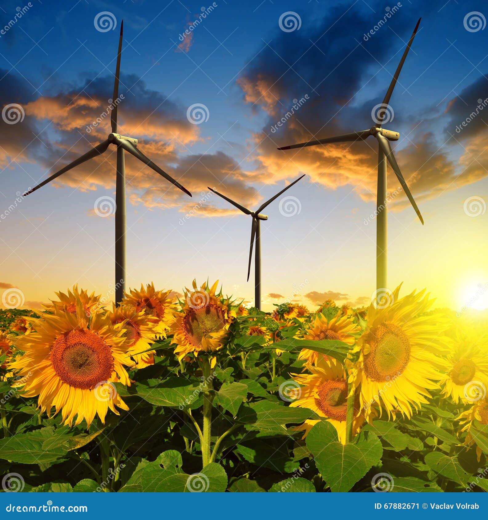 Sunflower Field with Wind Turbines Stock Image - Image of blossom ...