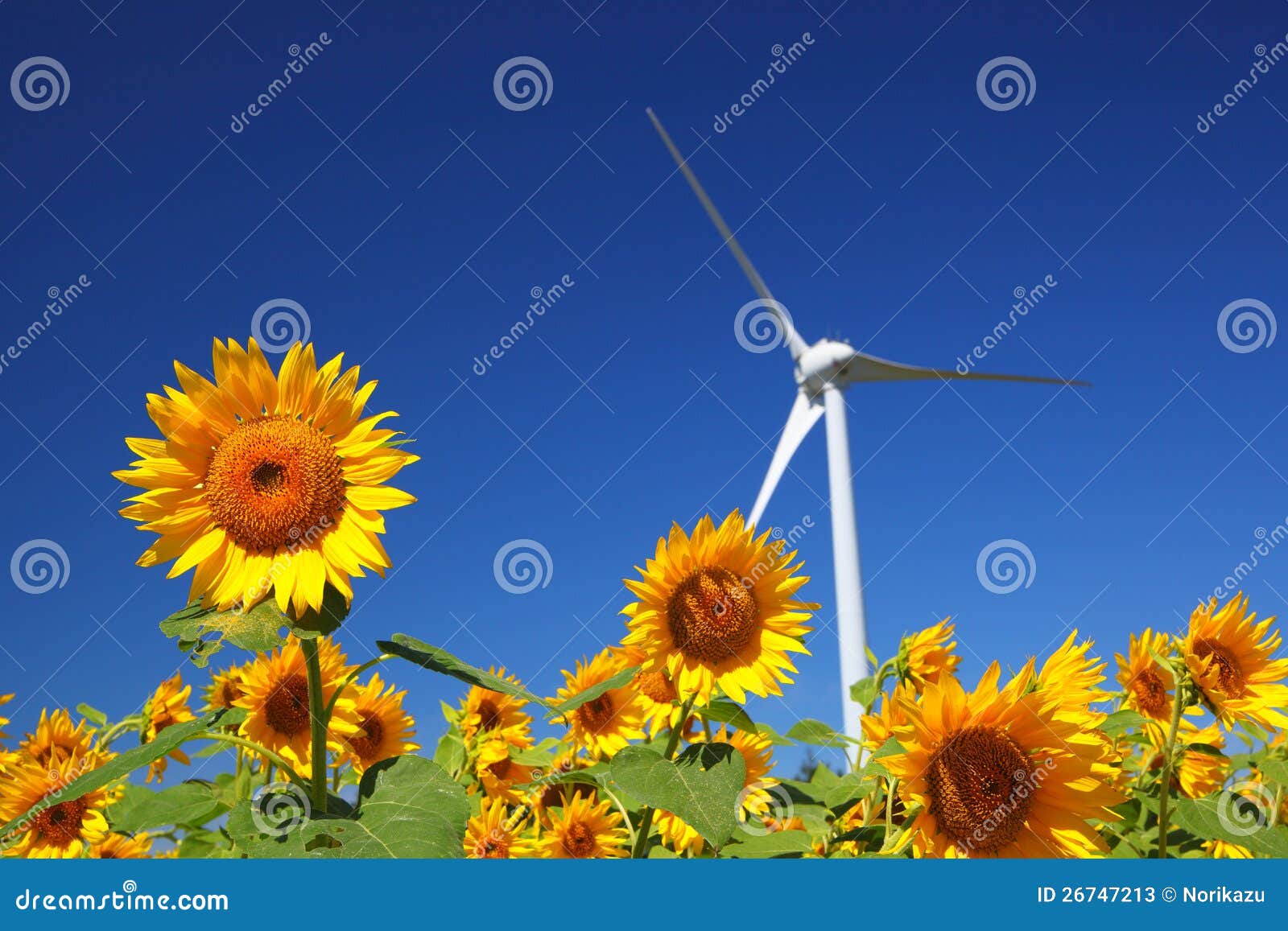 Sunflower Field with Windmill Stock Image - Image of landscape, bright ...