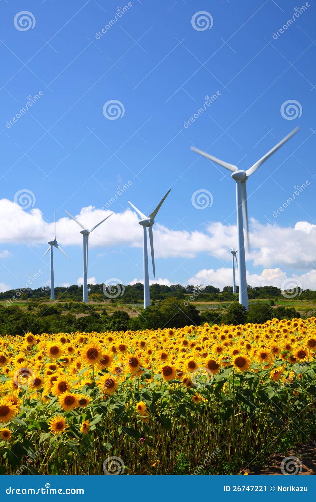 Sunflower Field with Windmill Stock Image - Image of blossom, nature ...