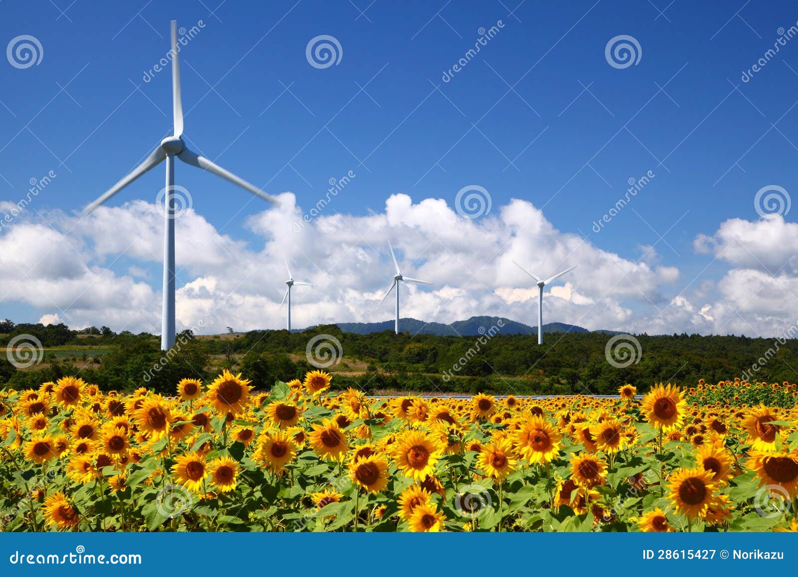 Sunflower Field with Windmill Stock Image - Image of natural, japanese ...