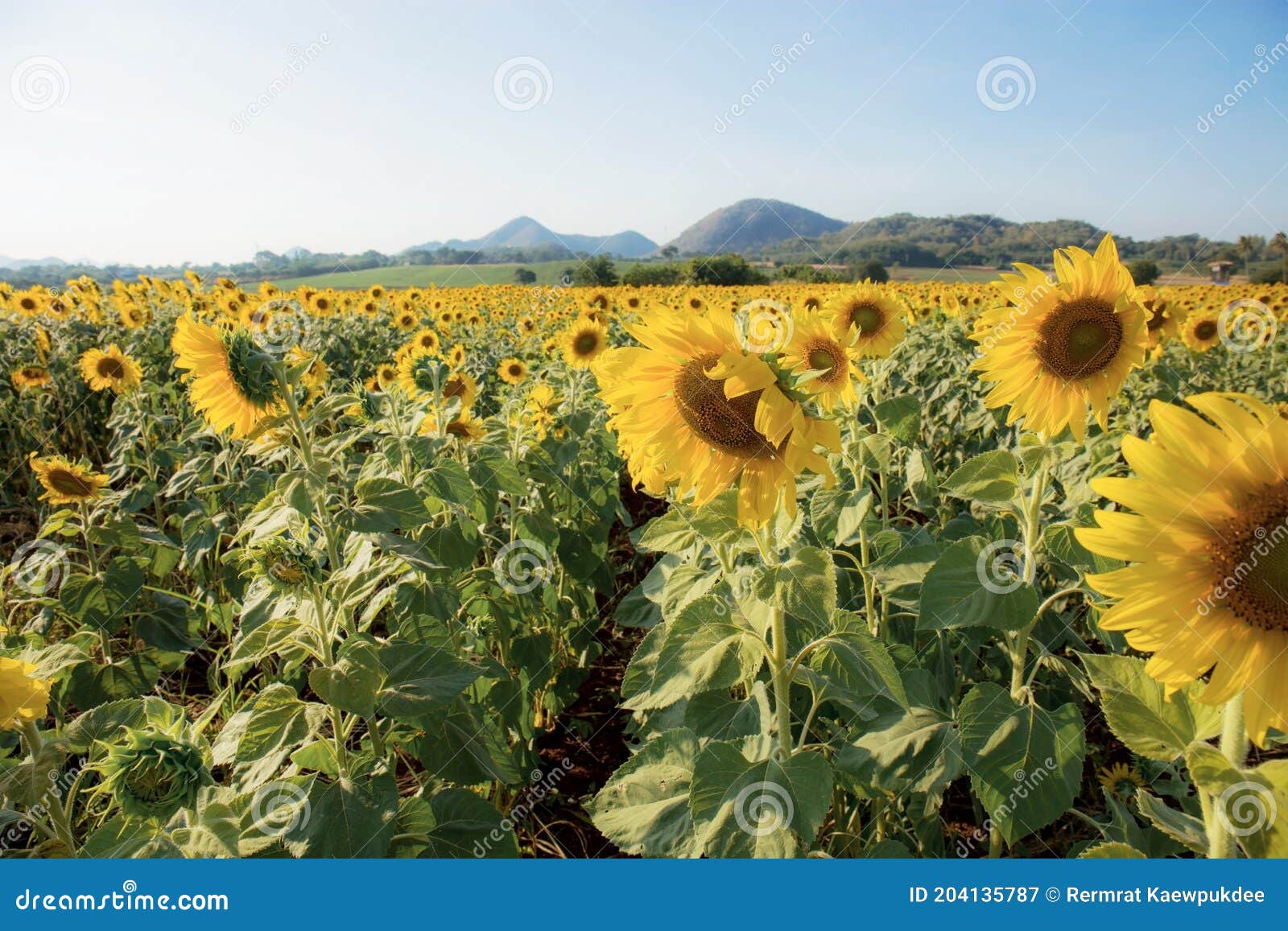 Sunflower on Field in Winter Stock Image - Image of bright, closeup ...