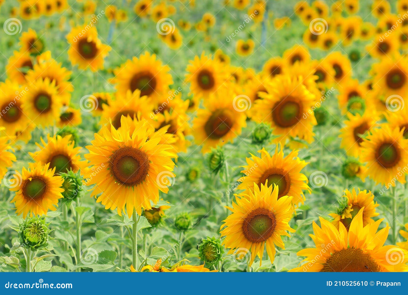 Sunflower, Field of Yellow Sunflowers Stock Photo - Image of ...