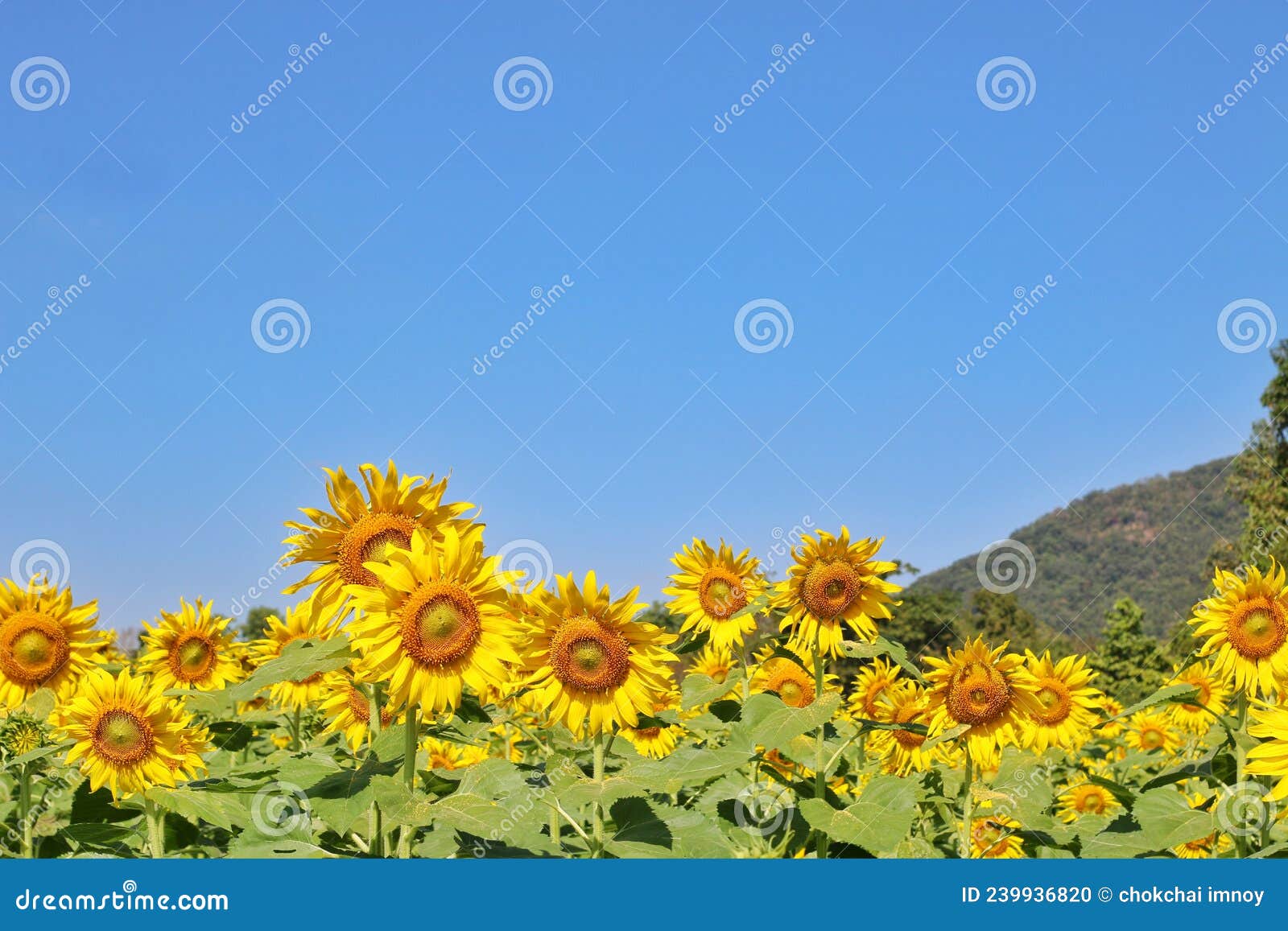 Sunflower Fields Bloom on Both Sides of the Road in the Morning Stock ...