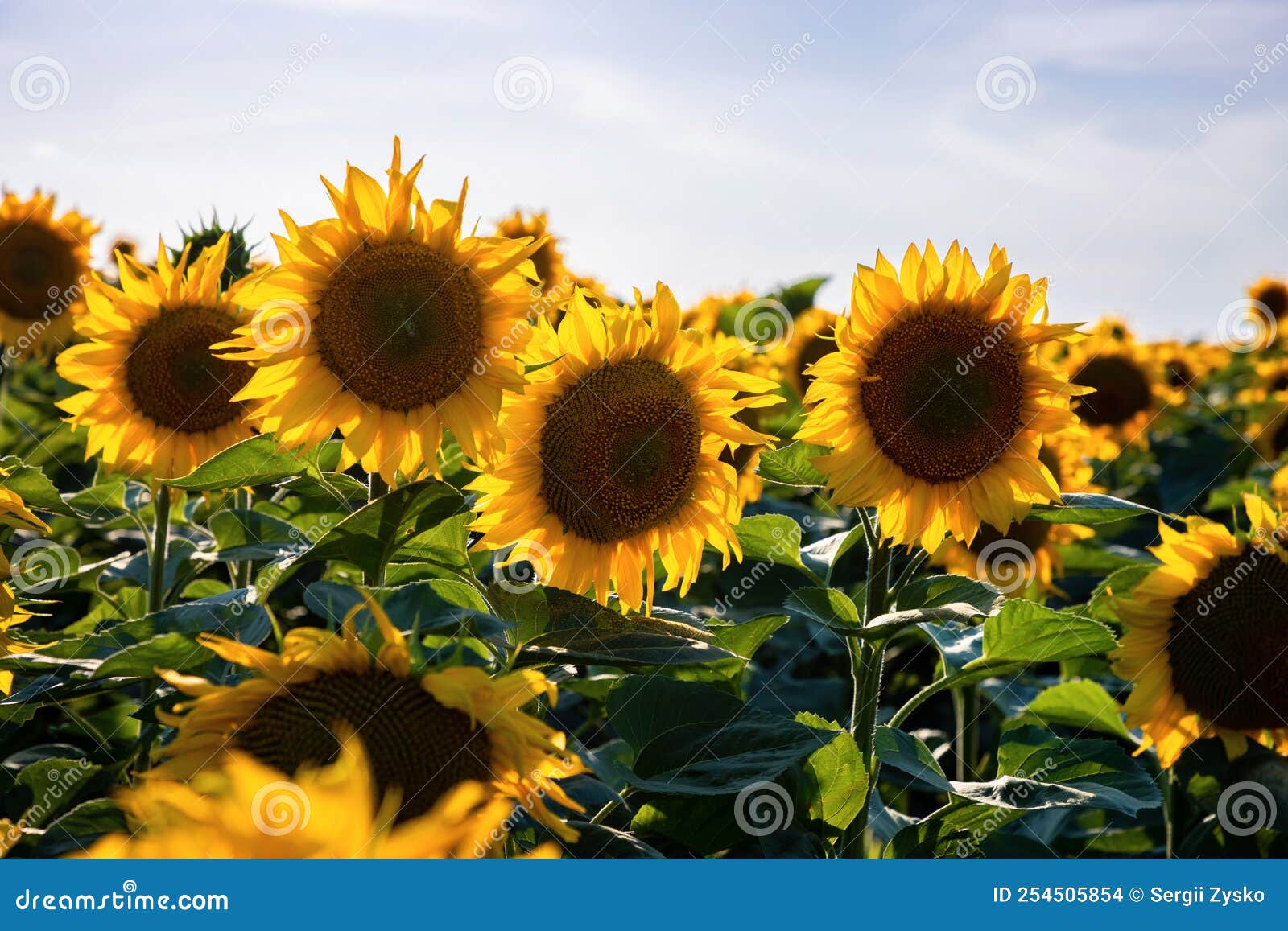 Sunflower Fields and Blue Sky Clouds Background.Sunflower Fields ...