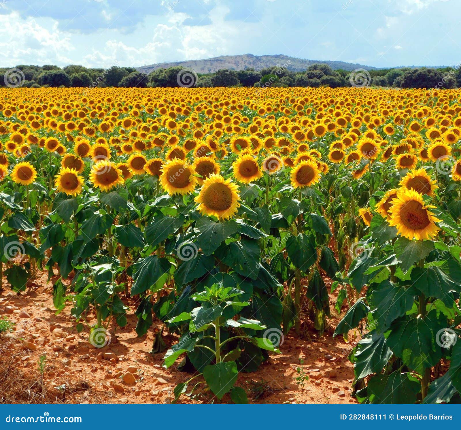 Sunflower Fields in Vidriales Valley Stock Image - Image of scene ...