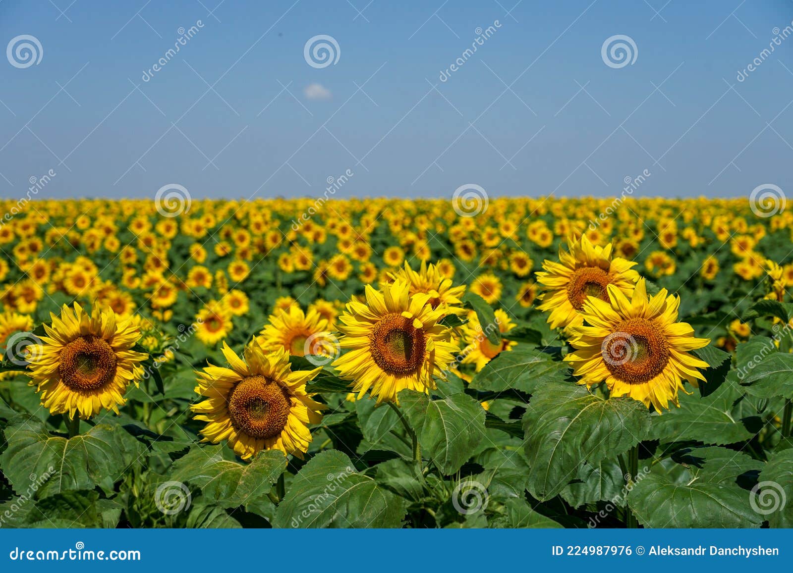 Sunflower Fields in Ukraine Stock Photo - Image of fields, sunflower ...