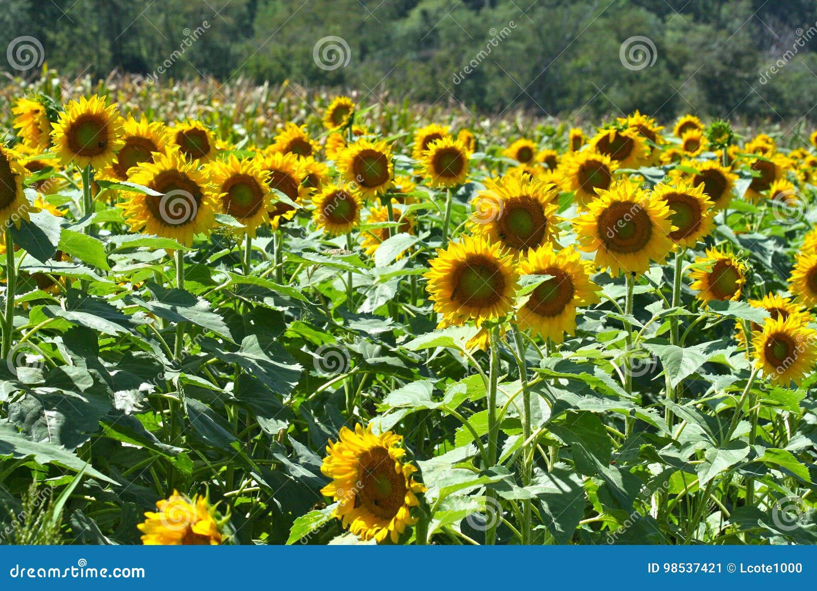 Sunflower Fields in the Wind3 Stock Image - Image of wind, backround ...