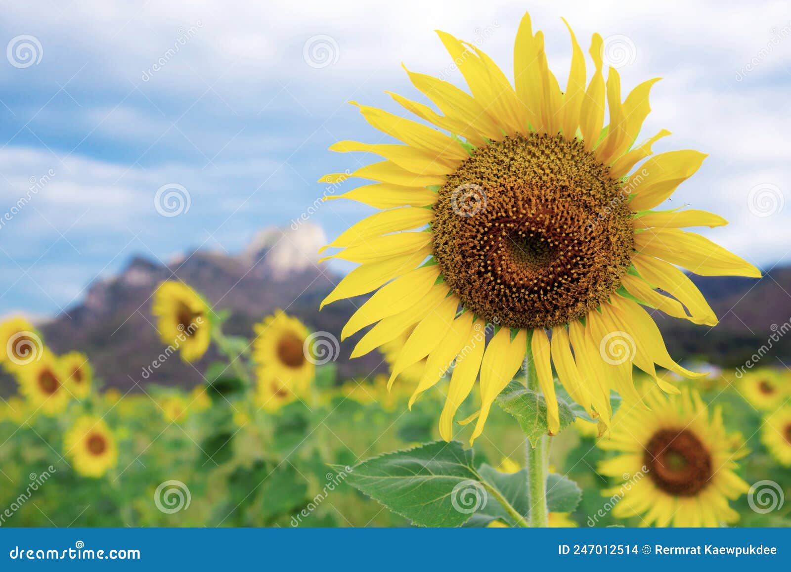 Sunflower on Fields in Winter Stock Photo - Image of petals, garden ...