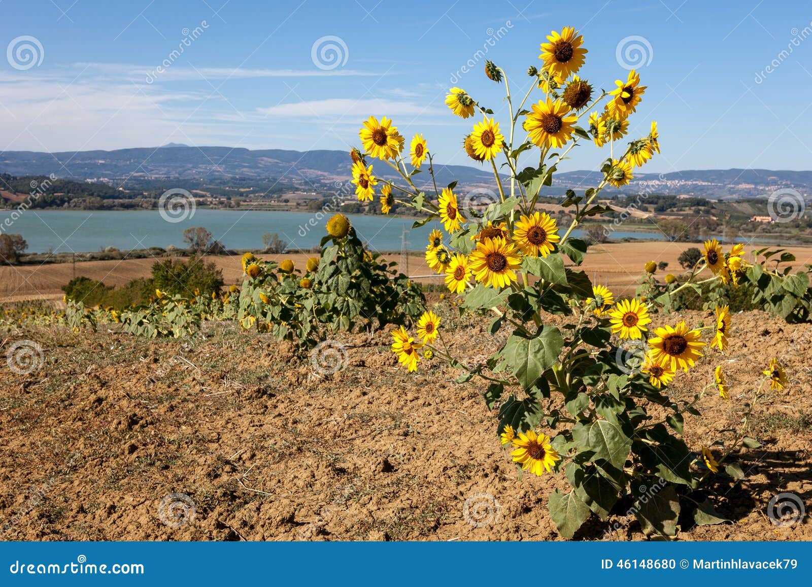 Sunflower in the fields stock photo. Image of clouds - 46148680