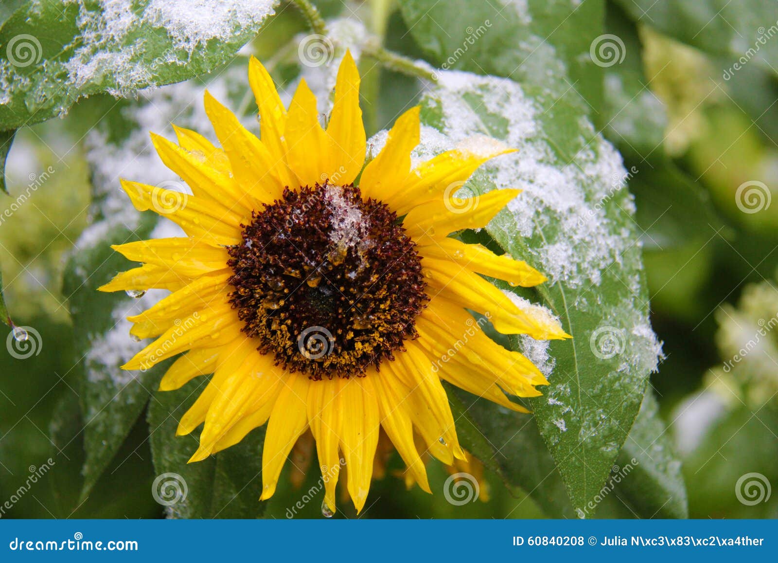 Sunflower with first snow stock photo. Image of natural - 60840208