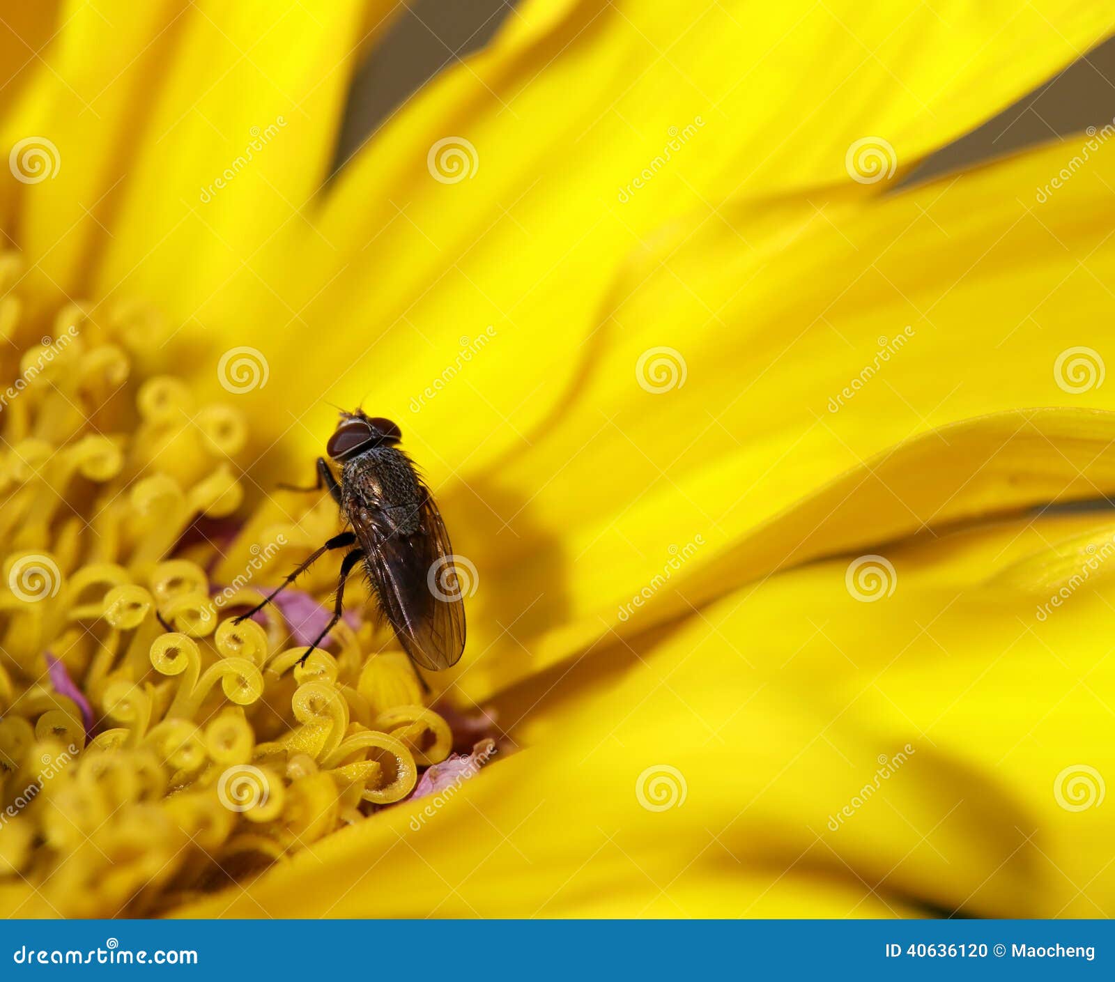 Sunflower with Flies in Summer Stock Photo - Image of detail ...