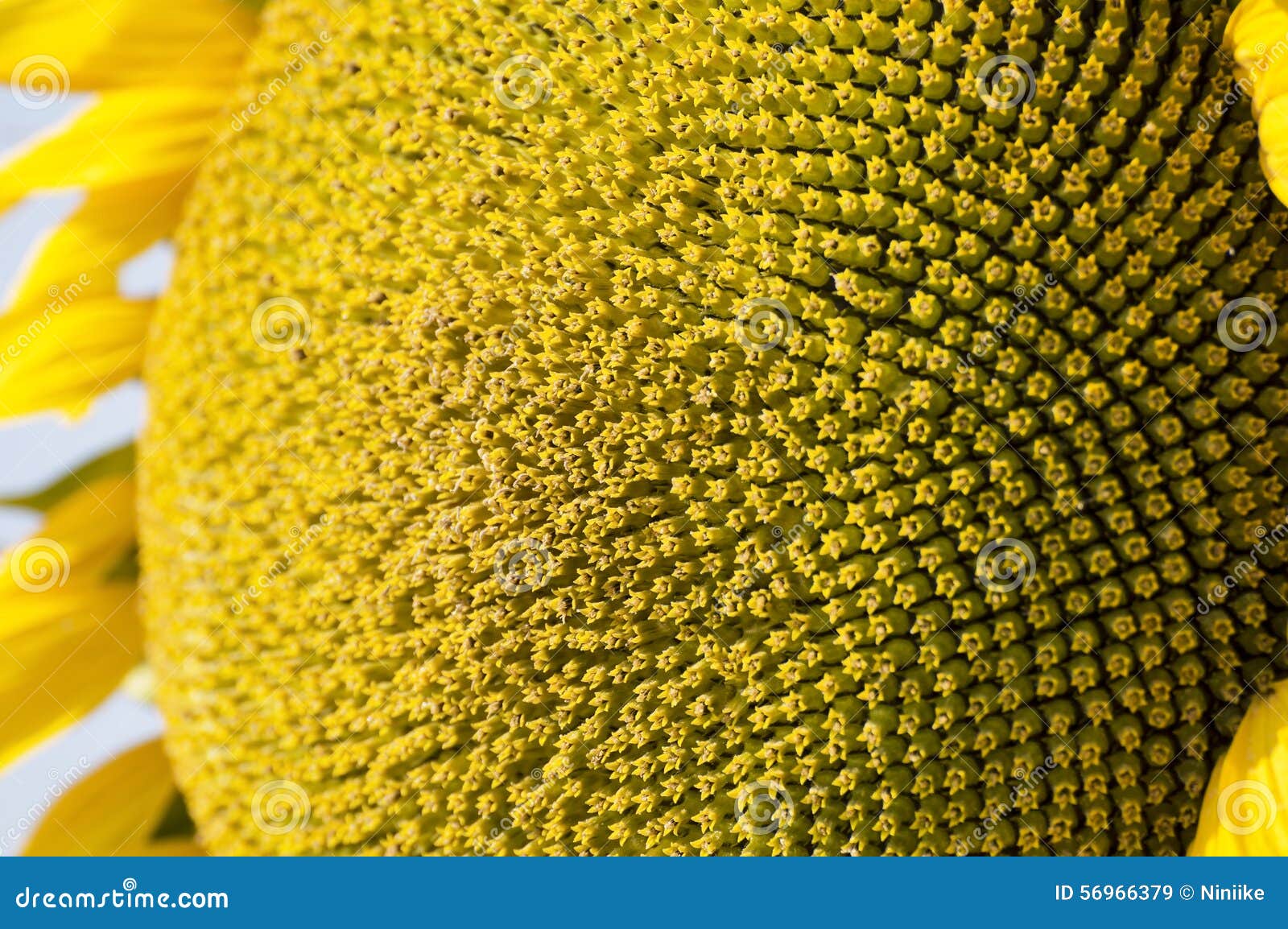 Sunflower flower center stock image. Image of blooming - 56966379